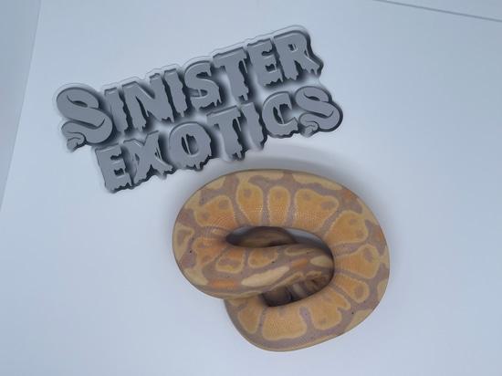 Banana Specter 100% Het G-Stripe Ball Python by Sinister Exotics