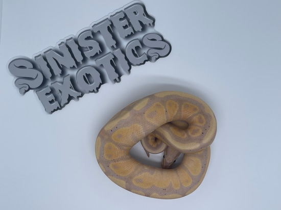 Banana Specter 100% Het G Stripe Ball Python by Sinister Exotics