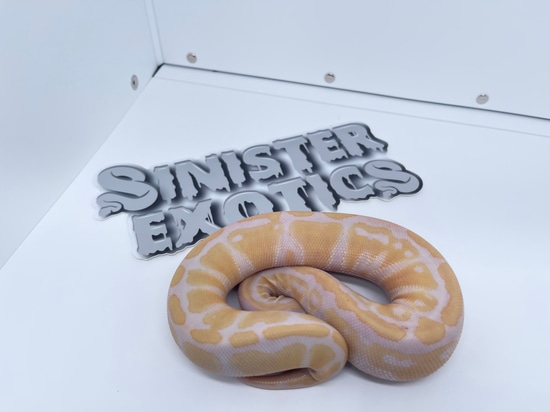 Albino 100% Het Clown Ball Python by Sinister Exotics