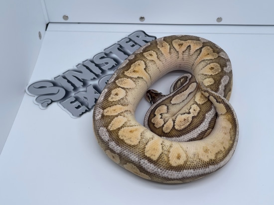 Pewter Enchi Vanilla Ball Python by Sinister Exotics