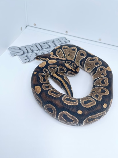 Satin Ball Python by Sinister Exotics