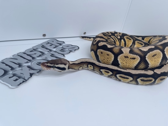 Phantom YB Pastel Ball Python by Sinister Exotics