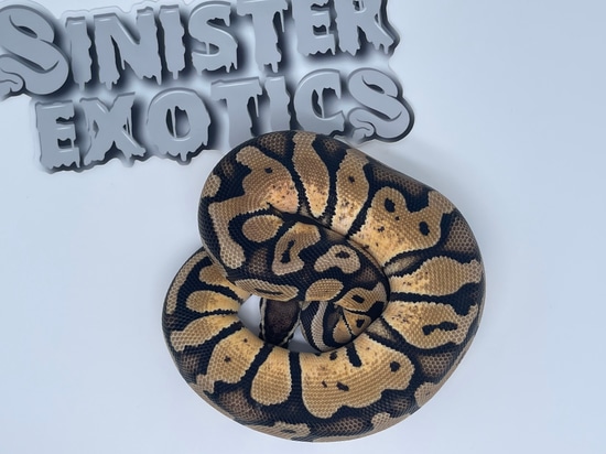 Pastel Vanilla Ball Python by Sinister Exotics