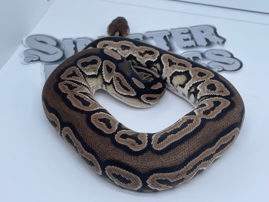 Savannah Vanilla Ball Python by Sinister Exotics