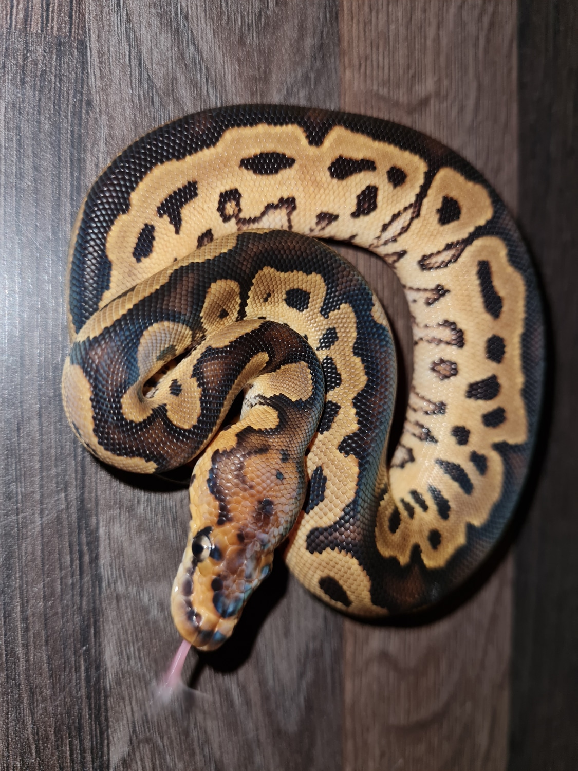 Leopard Clown Ball Python by Miracle Pythons - MorphMarket