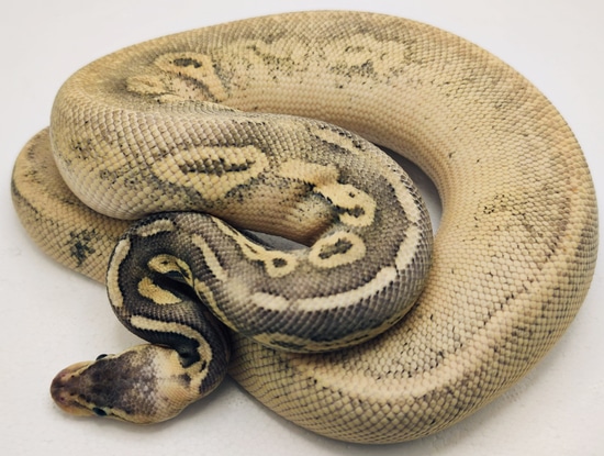 Sterling 100% Het Piebald**Hamm** Ball Python by Miracle Pythons
