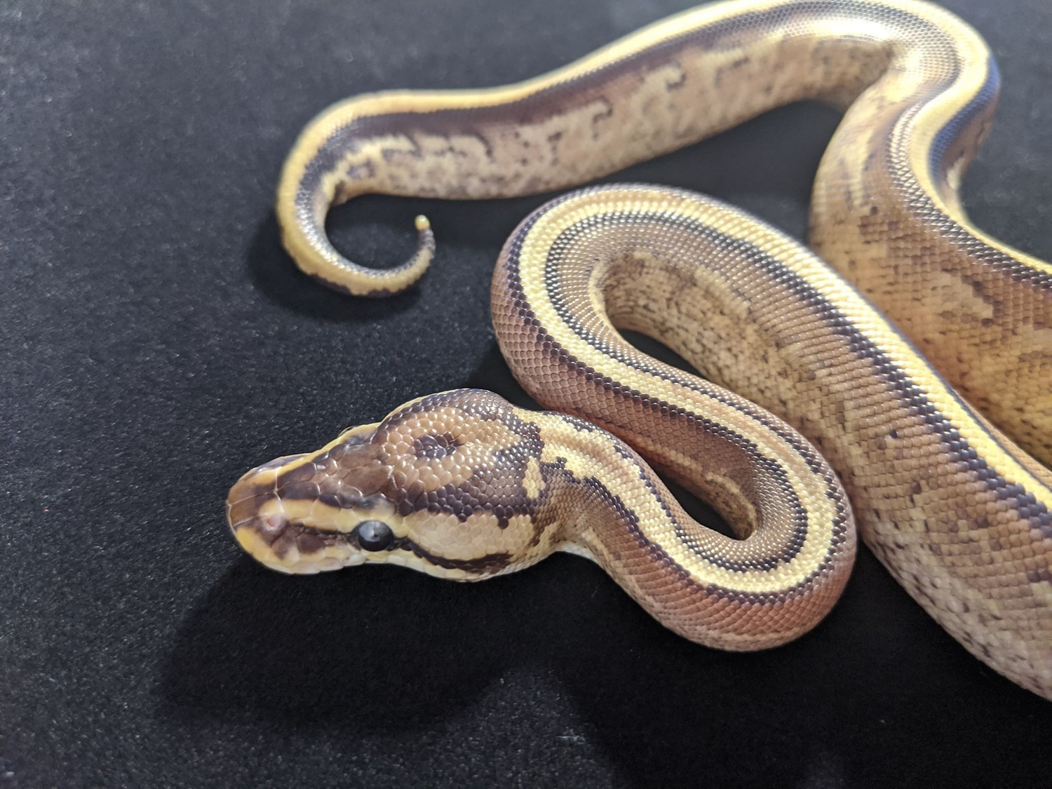 Super Stripe Ball Python by Artis Serpentium - MorphMarket