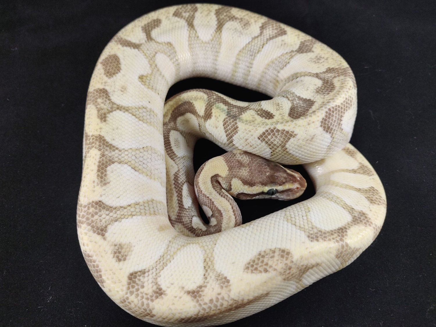 Super Pastel Super Enchi Mojave Ball Python by Artis Serpentium ...