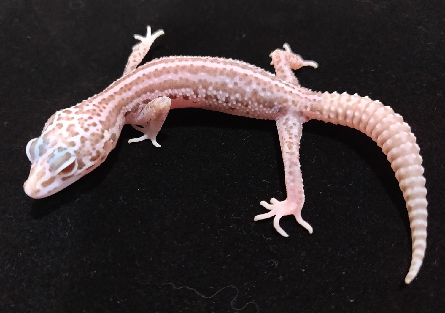 Super RADAR Bold Stripe Pos. Lavender Leopard Gecko by Artis Serpentium ...