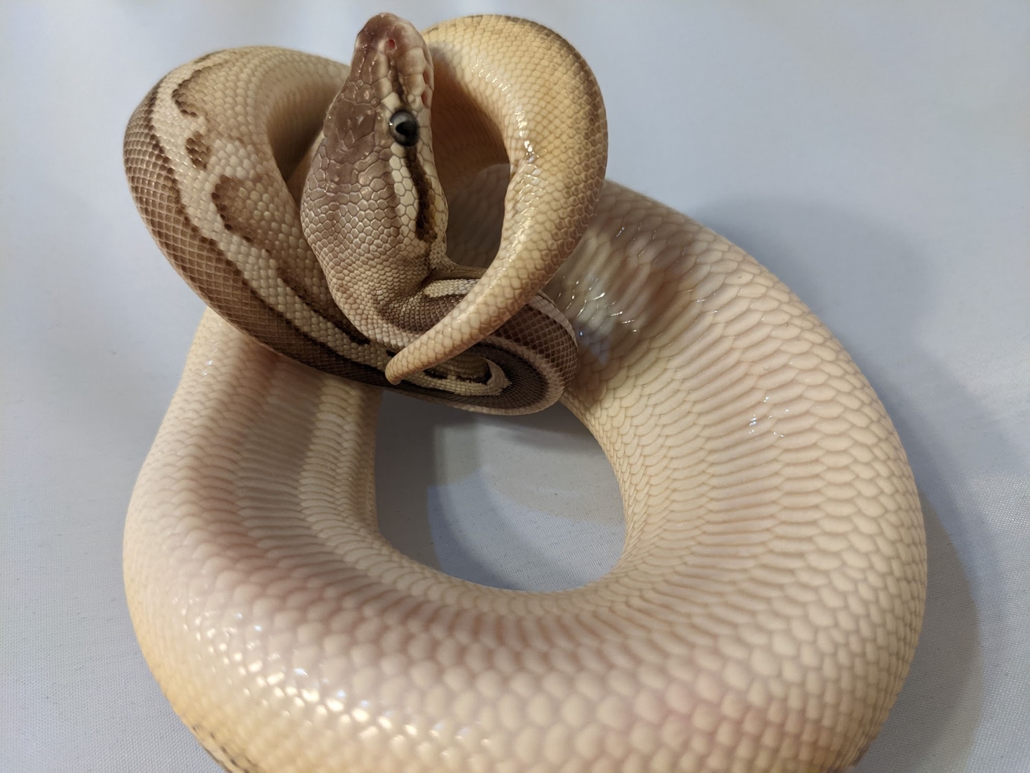 Leopard Lesser Pewter Pos. Fire/Vanilla Ball Python by Artis Serpentium ...