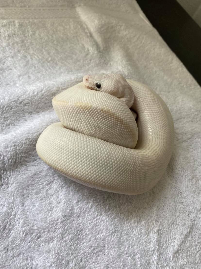 White Diamond Ball Python by Artis Serpentium - MorphMarket