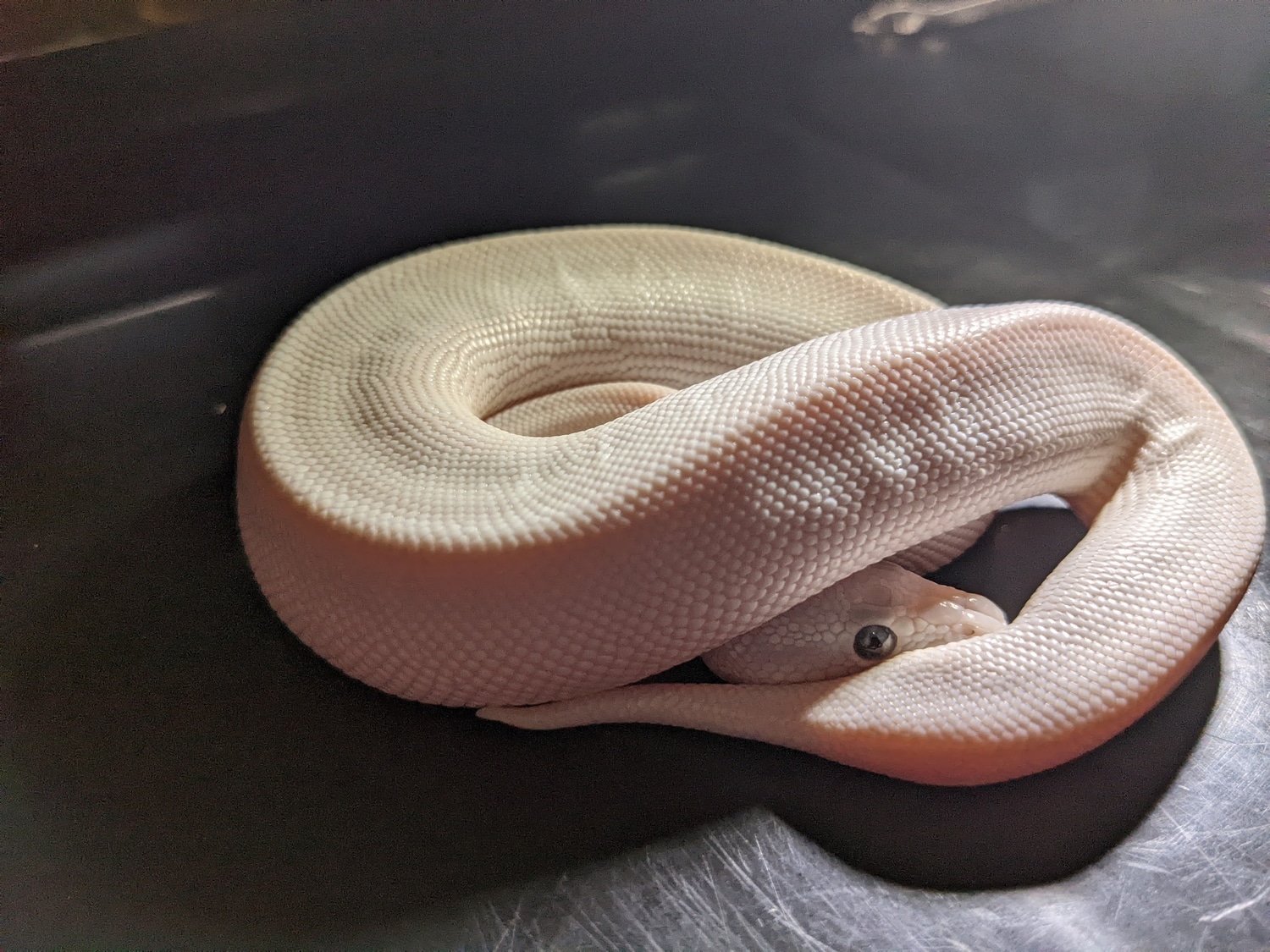 Super Pastel Enchi Super Mojave (Pos Super Enchi) Ball Python by Artis ...