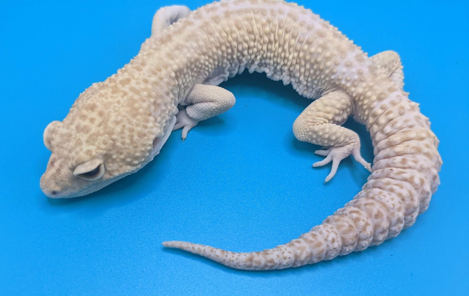 Mack Snow RAPTOR Leopard Gecko by Artis Serpentium - MorphMarket