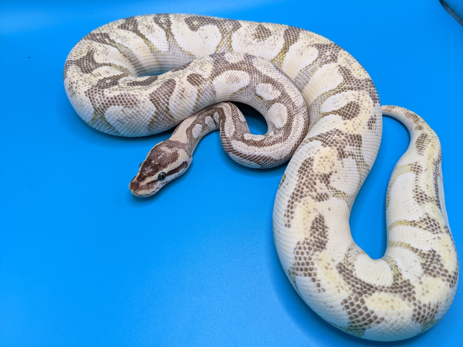 Super Pastel Super Enchi Mojave Ball Python by Artis Serpentium ...