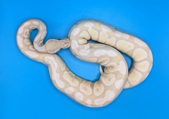 Lavender Snow Ball Python by Artis Serpentium