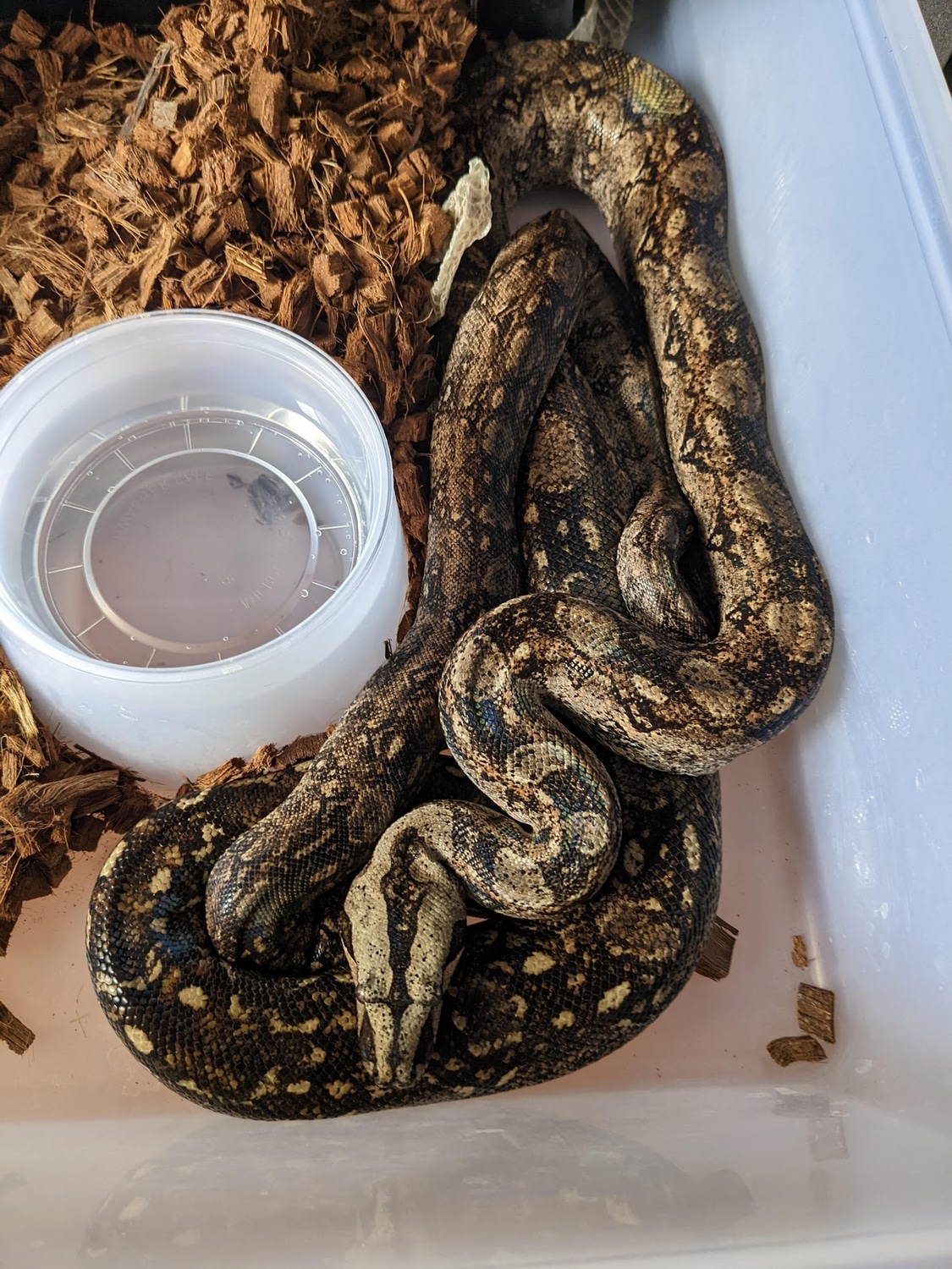 Tarahumara Dwarf Boa Pair Boa Constrictor by Artis Serpentium - MorphMarket