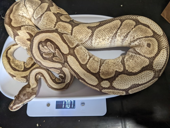 Lesser Bee Ball Python by Artis Serpentium