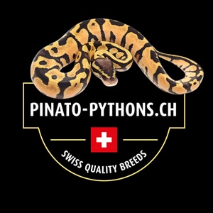 Pinato Pythons.ch - MorphMarket