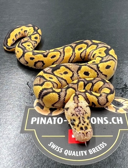 Bongo Pastel Clown Ball Python by Pinato Pythons.ch