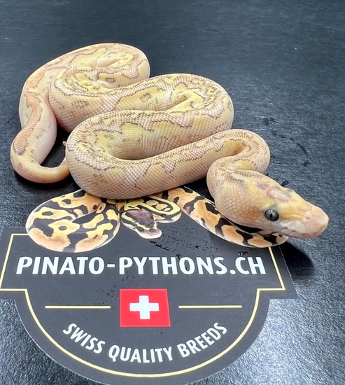 Bongo Butter Pinstripe Pastel Fire Clown Ball Python by Pinato Pythons.ch