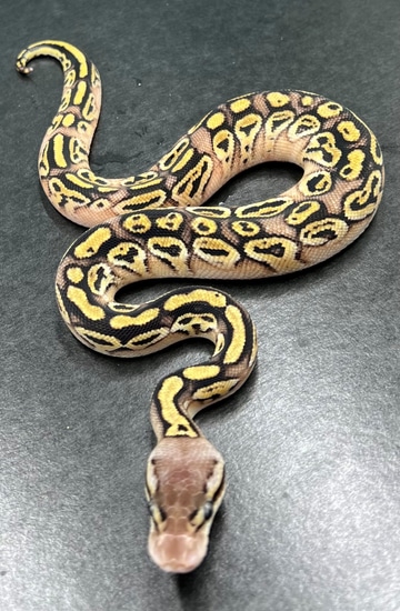 Bongo, Pastel, Het 100% Clown, Pos. Neon Ball Python by Pinato Pythons.ch