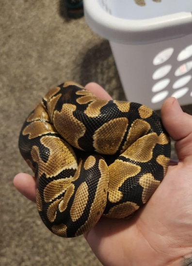 Regular Classic Male Ball Python by Giovanni's Pythons