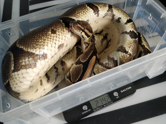 Normal/Wild Type ♀️ Ball Python by MI Reptiles