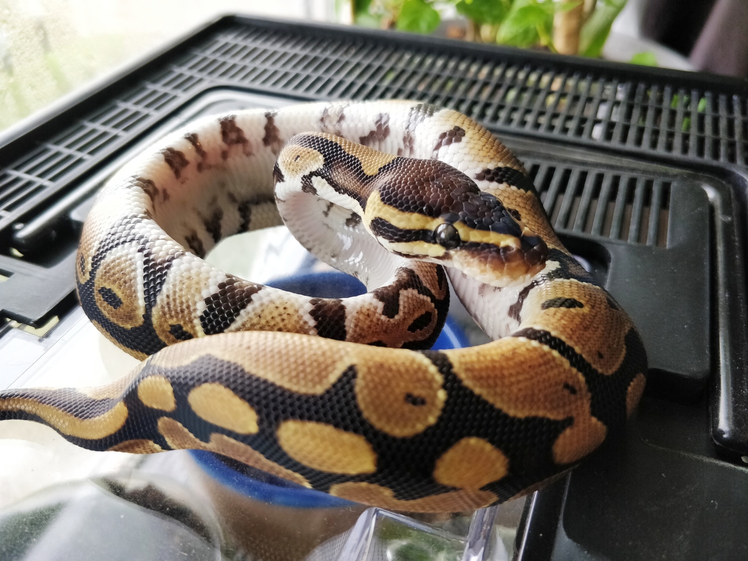 Het Piebald ♂️ Ball Python by MI Reptiles - MorphMarket