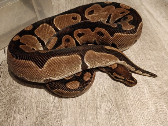 Normal (Wild Type) ♀️ Ball Python by MI Reptiles