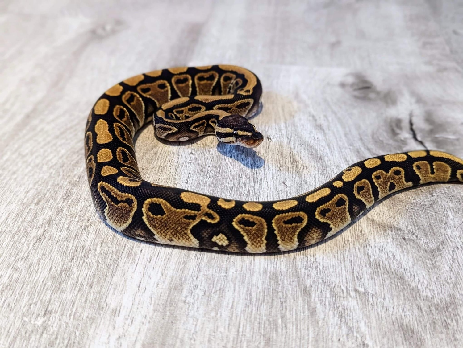 Gravel Or YB Ball Python by MI Reptiles - MorphMarket