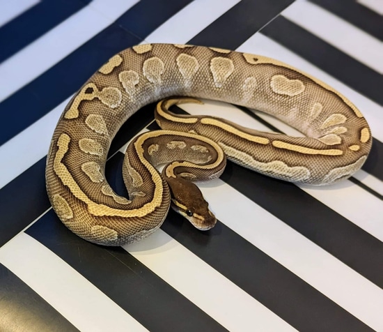 Black Head Butter Or Lesser Ball Python by MI Reptiles