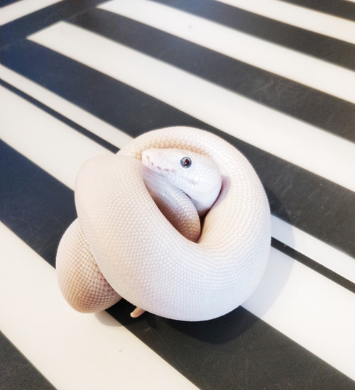 Blue Eyed-Lucy♀️(Shark Mouth) Ball Python by MI Reptiles