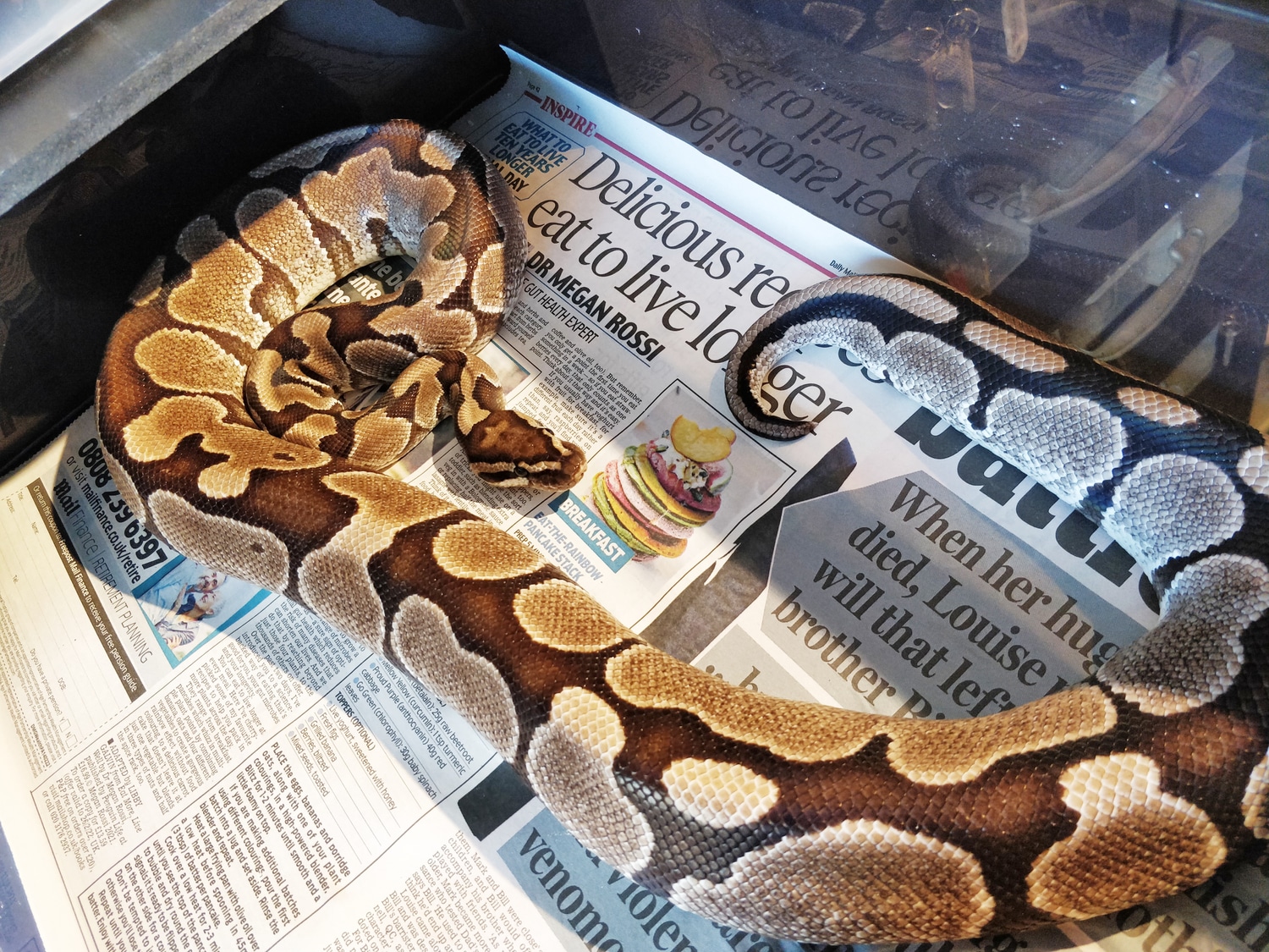 VPI Axanthic Calico ♀️ Ball Python by MI Reptiles - MorphMarket