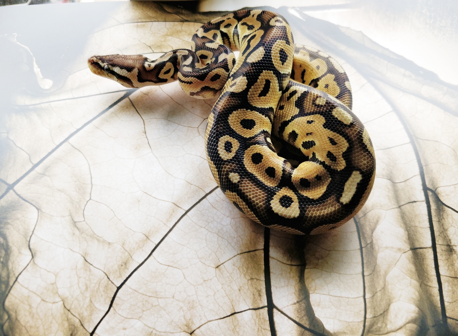 HRA Pastel Het Pied ♂️ Ball Python by MI Reptiles - MorphMarket