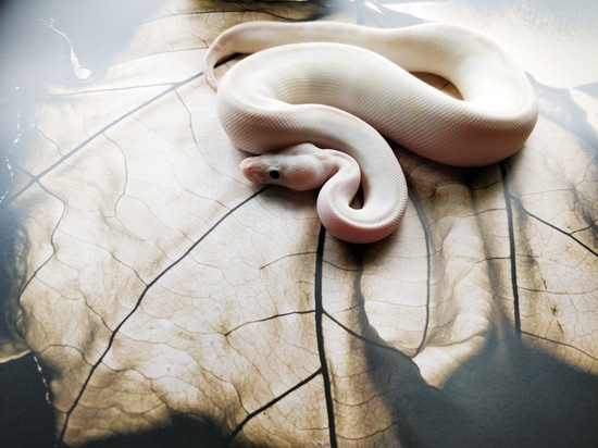 Pastel Ivory (Black Eyed Lucy) ♀️ Ball Python by MI Reptiles