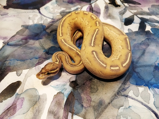 Highway ♂️ Pos Special Pos Calico Ball Python by MI Reptiles