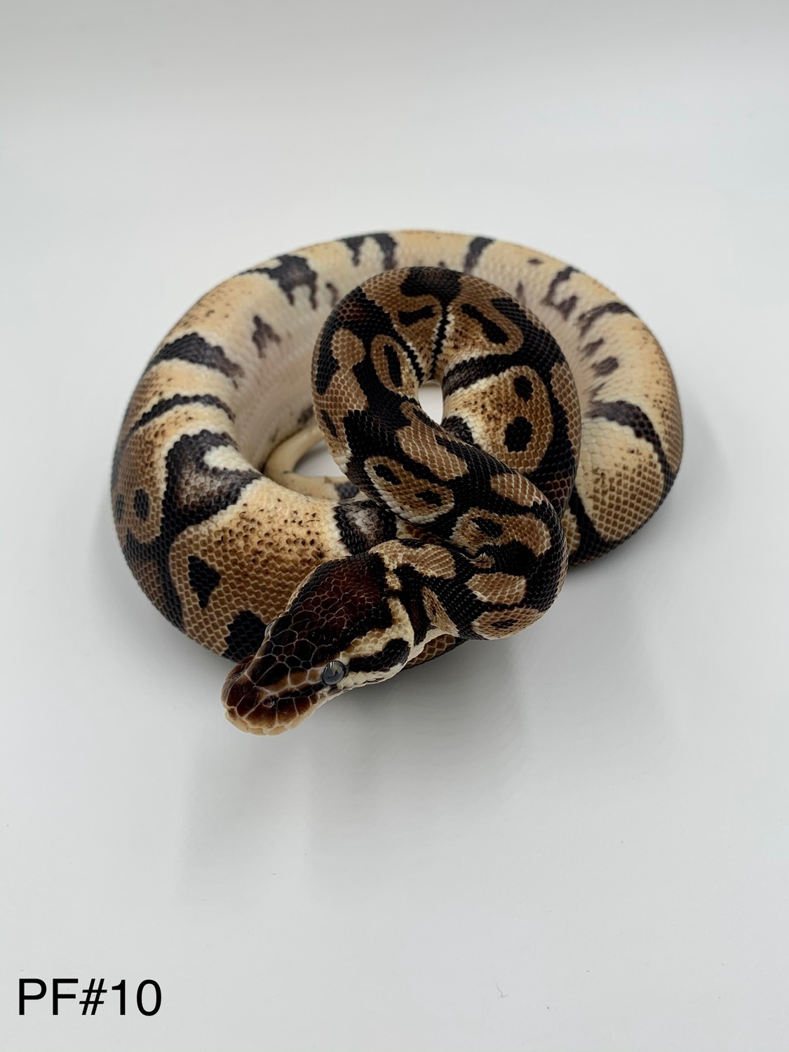 Pastel Het Monarch Ball Python by MSB Reptiles - MorphMarket