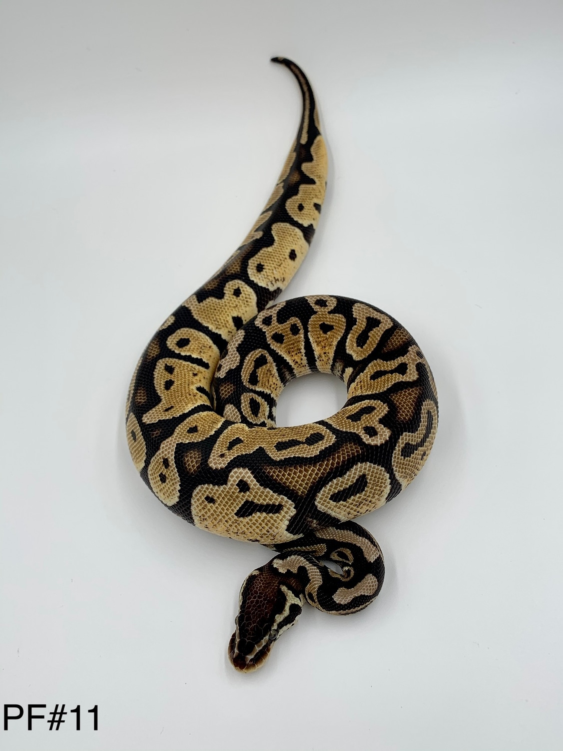 Pastel Het Monarch Ball Python by MSB Reptiles - MorphMarket