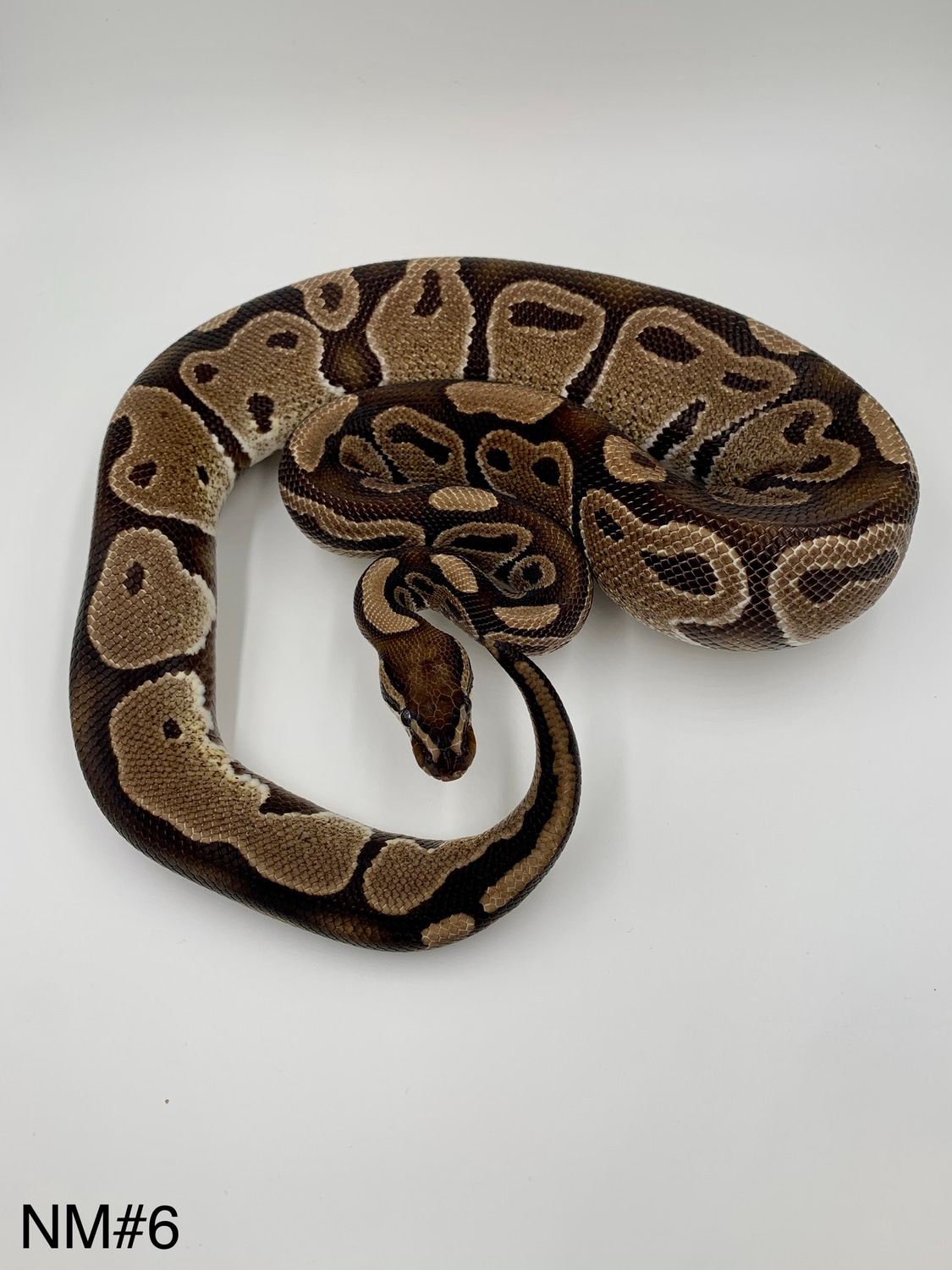 Normal Het Monarch Ball Python by MSB Reptiles - MorphMarket