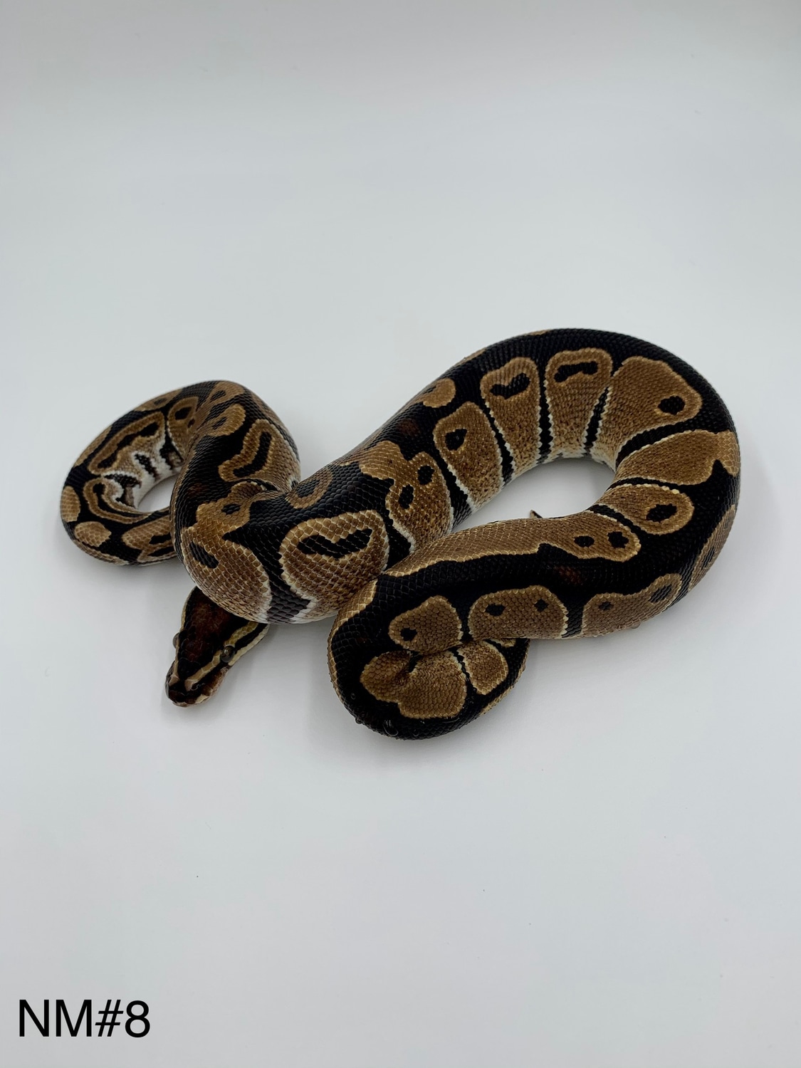 Normal Het Monarch Ball Python by MSB Reptiles - MorphMarket