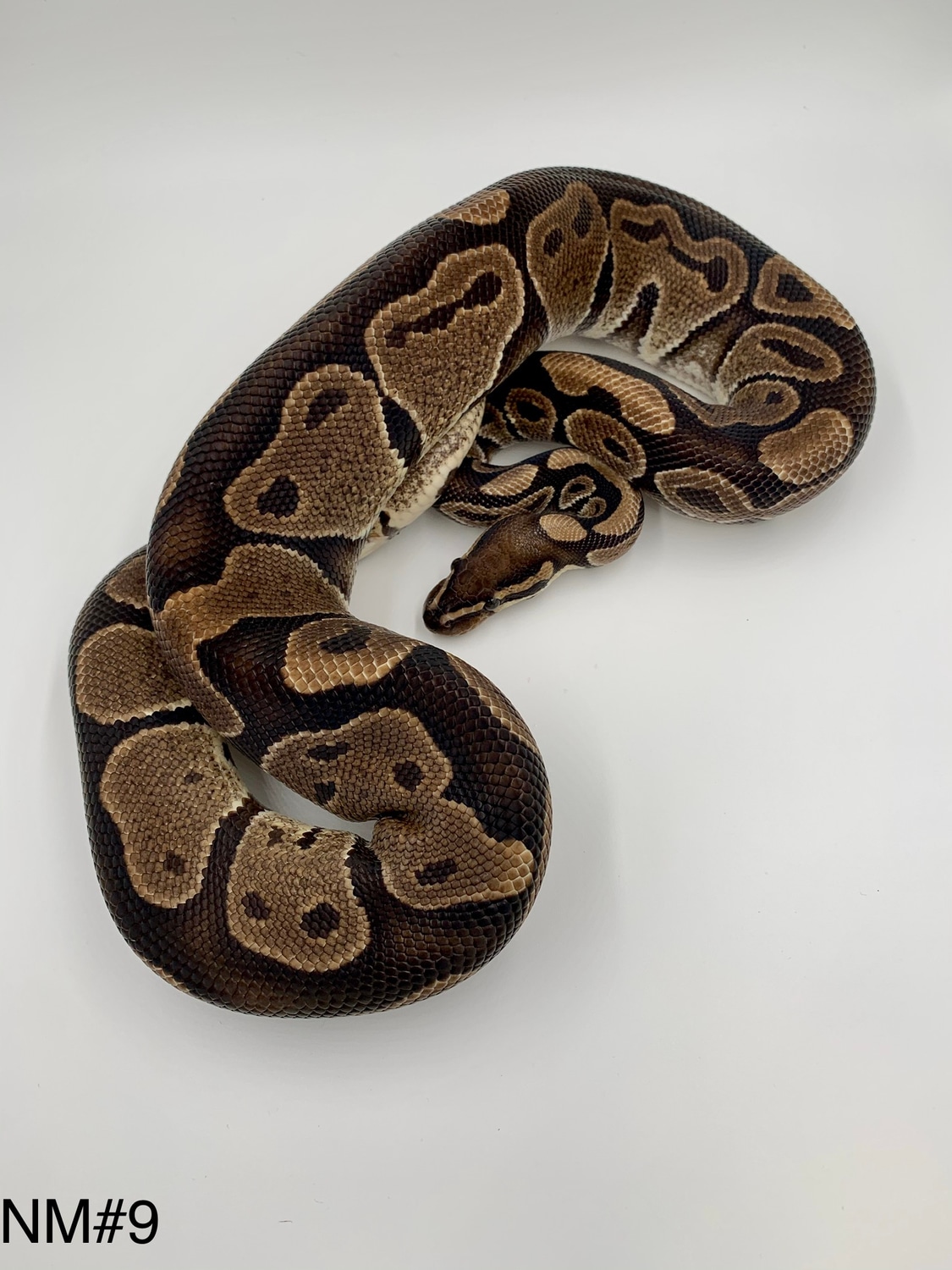 Normal Het Monarch Ball Python by MSB Reptiles - MorphMarket