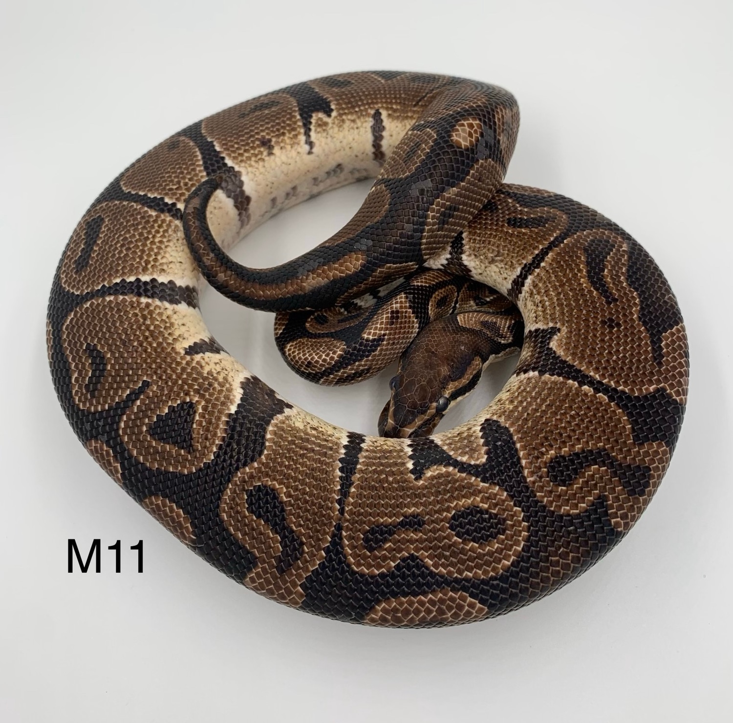 Normal Het Monarch Ball Python by MSB Reptiles - MorphMarket