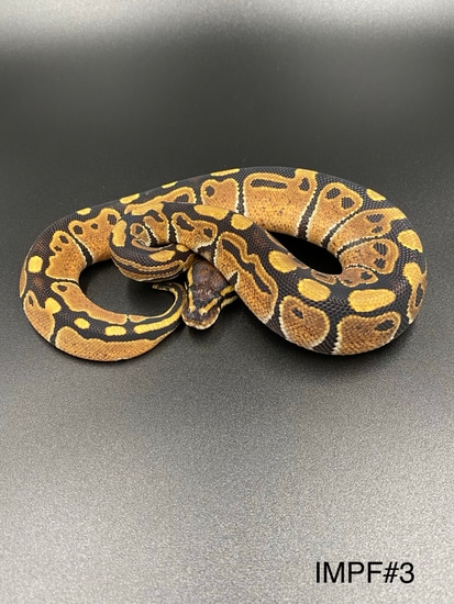 Normal Het Ultramel Ball Python by MSB Reptiles
