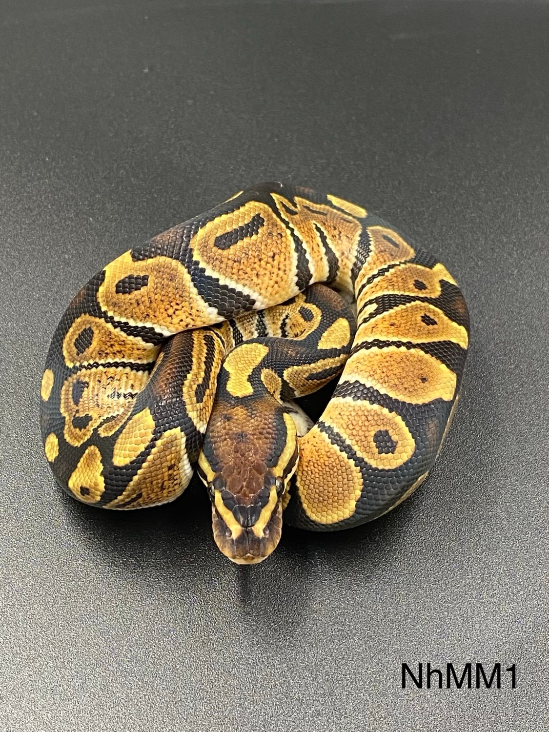 Normal 66% Het Monarch Ball Python by MSB Reptiles - MorphMarket