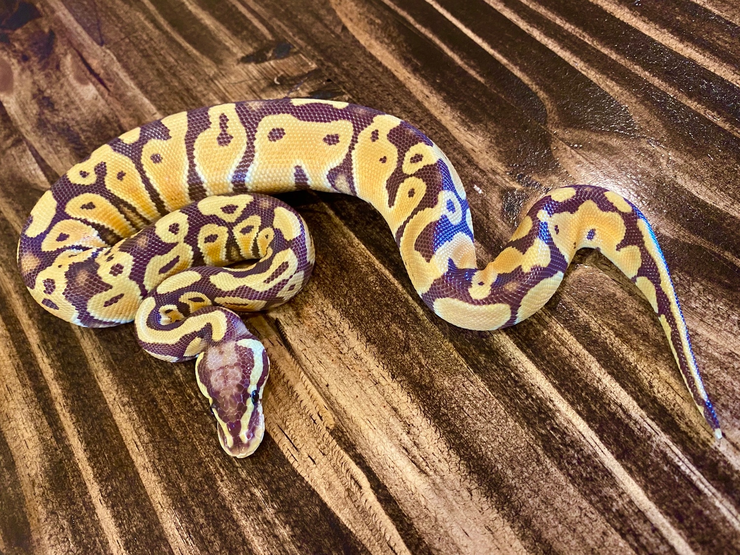 Pastel Monarch Ball Python by MSB Reptiles - MorphMarket