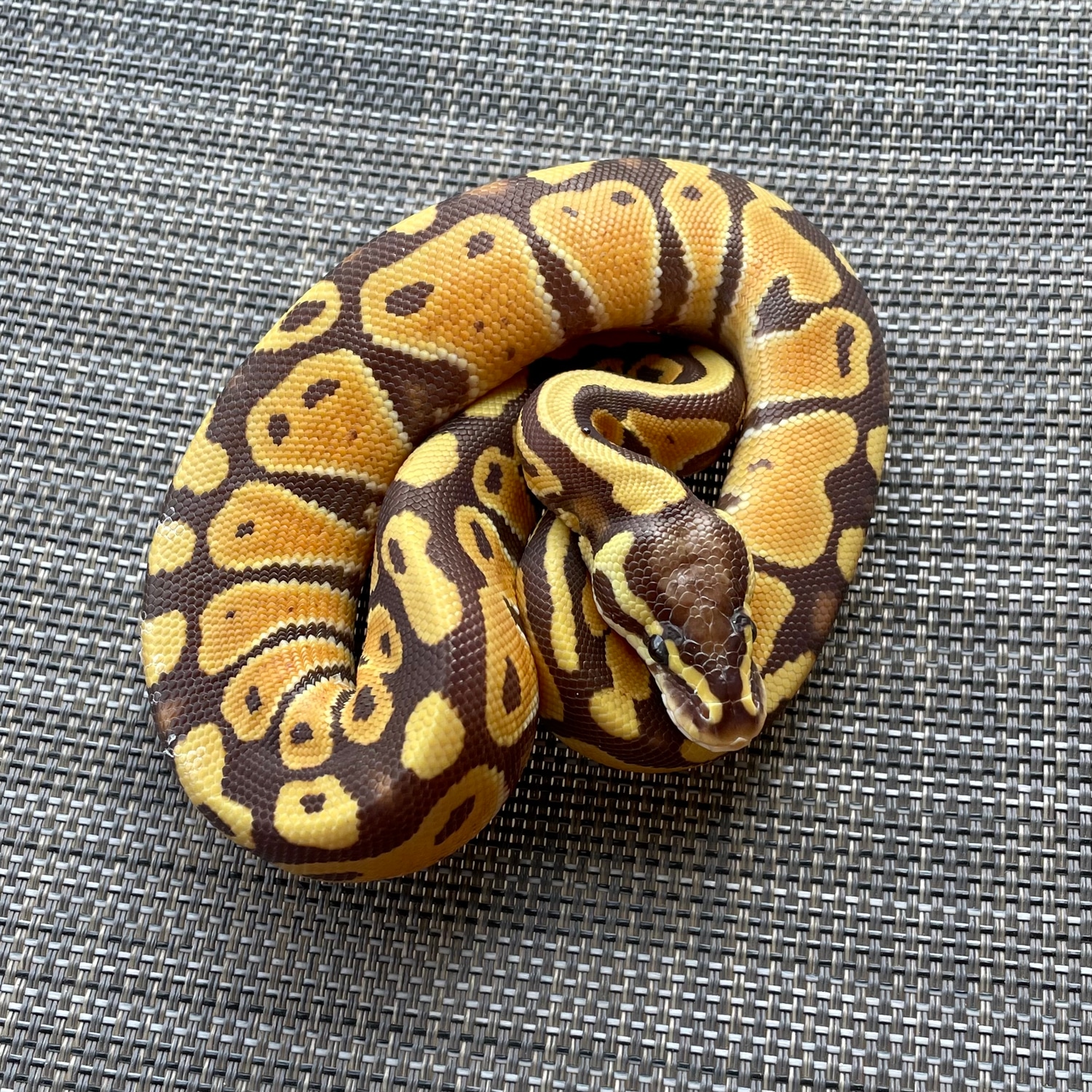 Pastel Monarch Ball Python by MSB Reptiles - MorphMarket