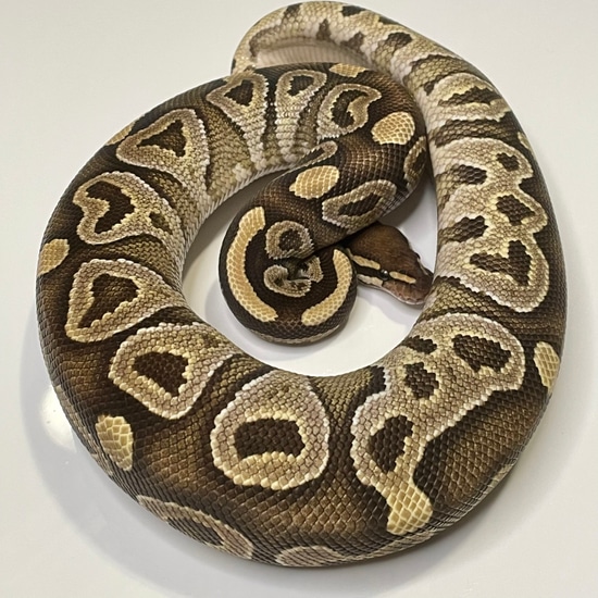 Mojave Het Monarch Poss Het GS Ball Python by MSB Reptiles