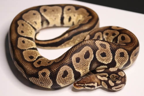 Pastel Het Monarch Ball Python by MSB Reptiles