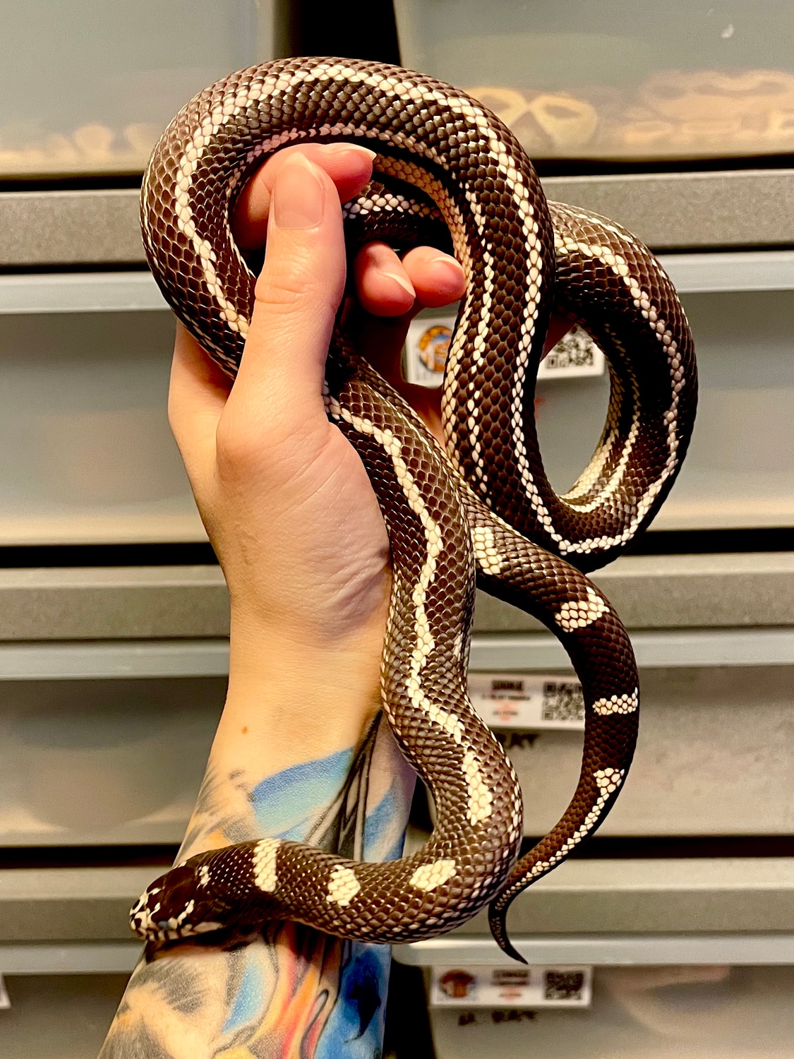 Aberrant Striped California Kingsnake by MSB Reptiles - MorphMarket