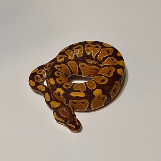 Monarch Ball Python by MSB Reptiles